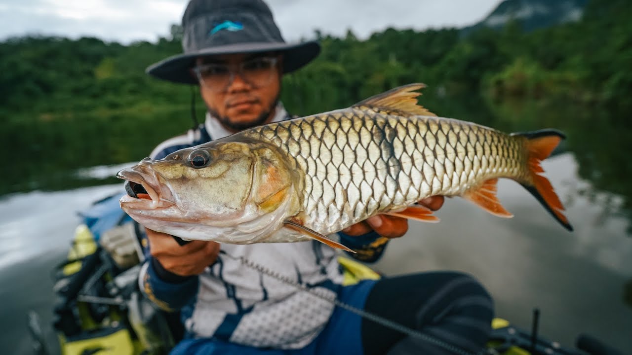 Badong ni makan anak toman di Tasik Bersia | Kayak Fishing - YouTube