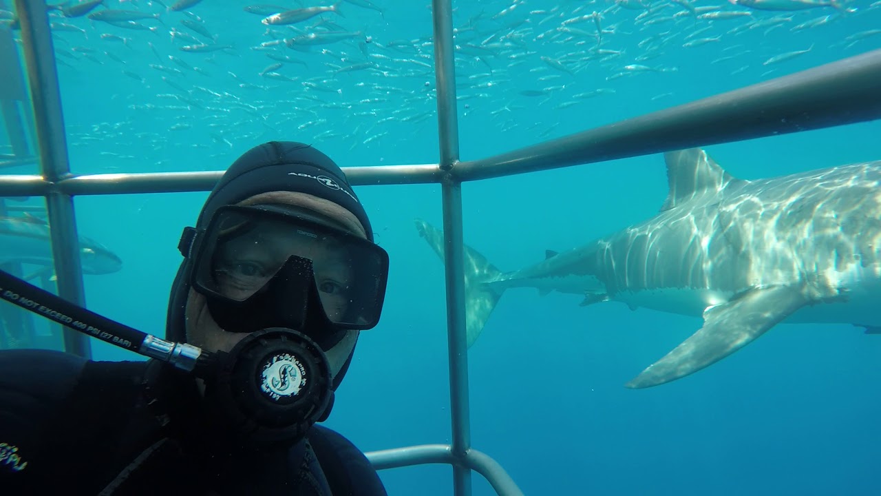 Selfie with a Great White Shark - YouTube
