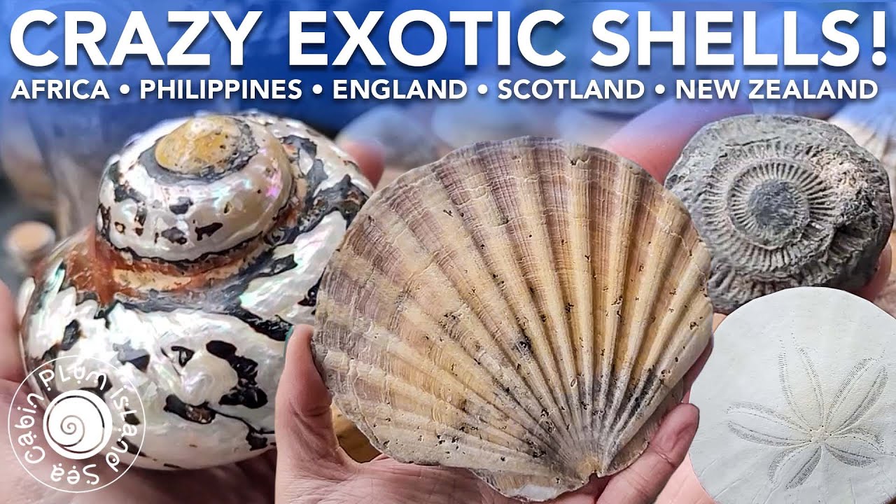 Crazy Exotic Shells | International Shelling | Shell & Beach Shares ...