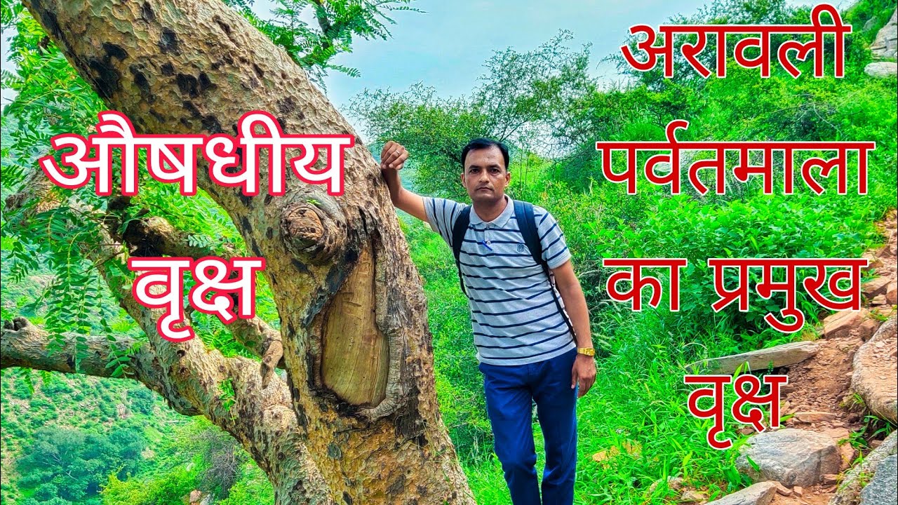 अरावली पर्वतमाला का प्रमुख वृक्ष | औषधीय वृक्ष | Aravali Parvat Mala Ka ...