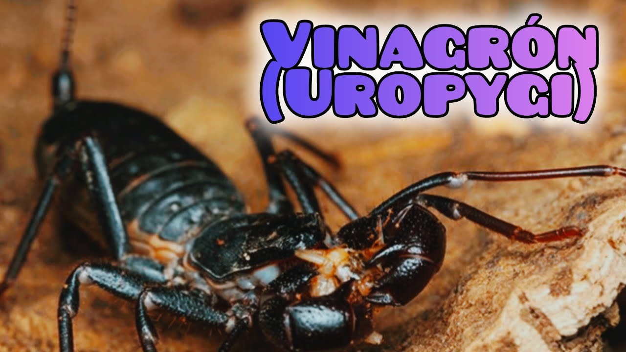 Curiosidades sobre el Vinagrón: Un Arácnido Único - YouTube