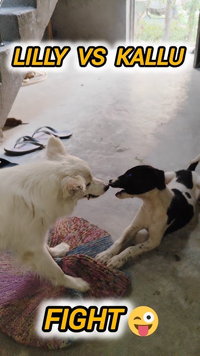💪Lilly Vs Kallu Fight 💪 #love #trending #shorts #doglover #petowner #pomeranian #youtubeshorts # ...