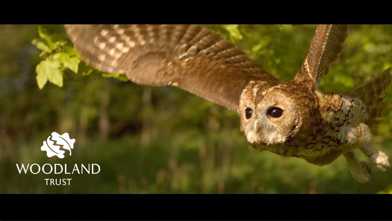 We are the Woodland Trust - YouTube
