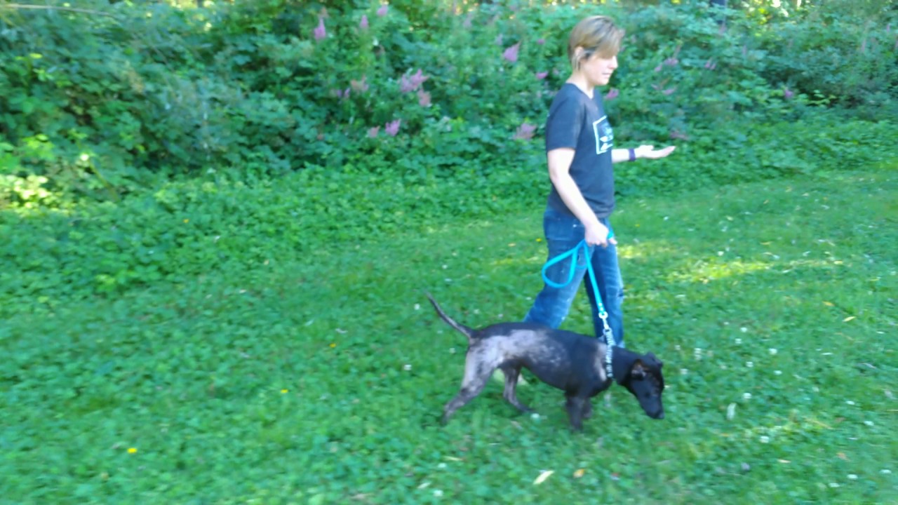 Teaching structured walk to your dog for calm and focus - YouTube