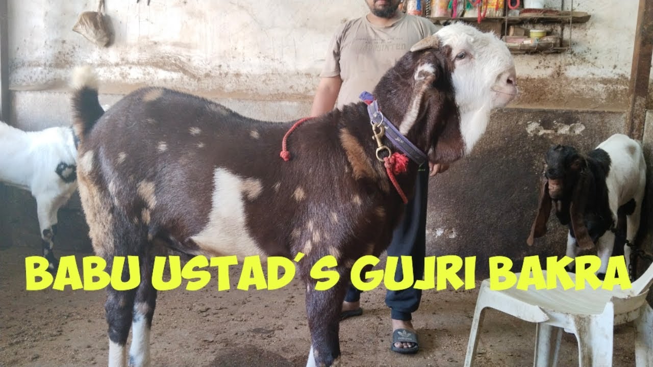Gulabi Gujri Bakra || Eid 2023 || Babu Ustad Surat - YouTube