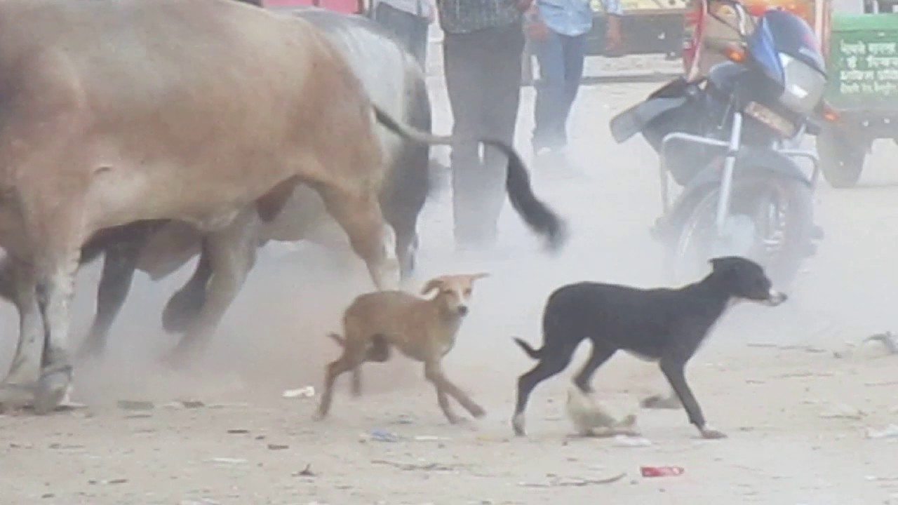 Ox fight - YouTube