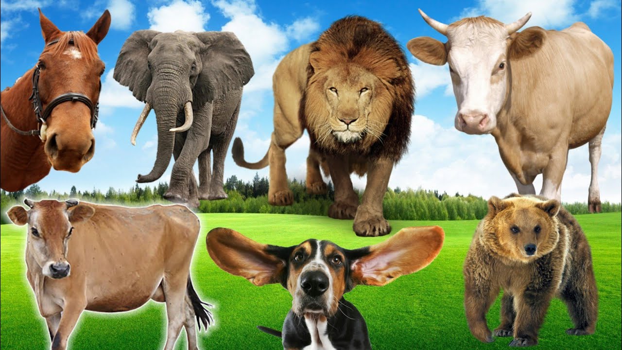 Funny video,animals funny video,animals cartoon video,animal sounds ...