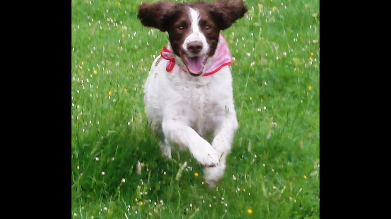 Springer Spaniel Alfie Moon rolling in sheep droppings, nice! - YouTube
