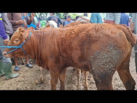 4 JUTA✅️CALON INDUKAN LIMOSIN PINGGUL LEBAR &TEBAL||awal tahun harga murah|pasar jatirogo