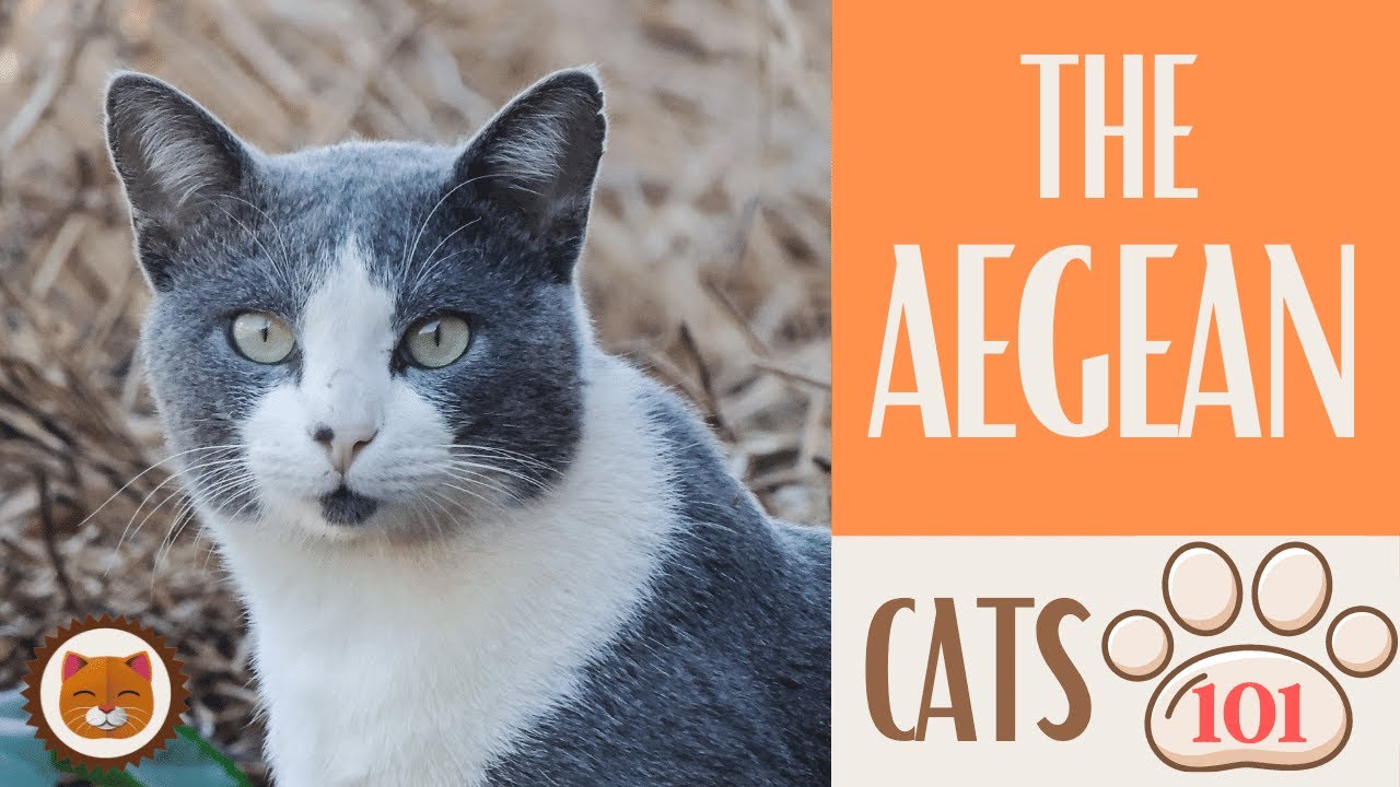 AEGEAN CAT 🐱 Cats 101 🐱 Top Cat Facts about the AEGEAN - YouTube