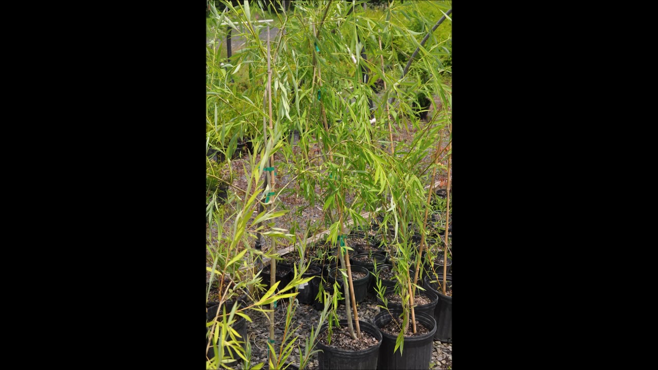 How we root willows Simple Ways to grow a Tree an easy to grow tree ...