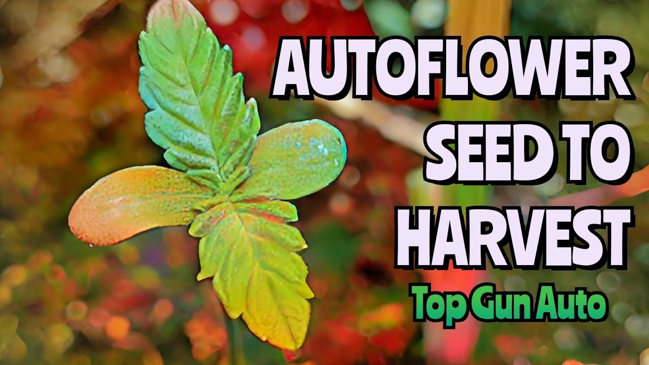 Auto Flower Seed 2 Harvest - YouTube