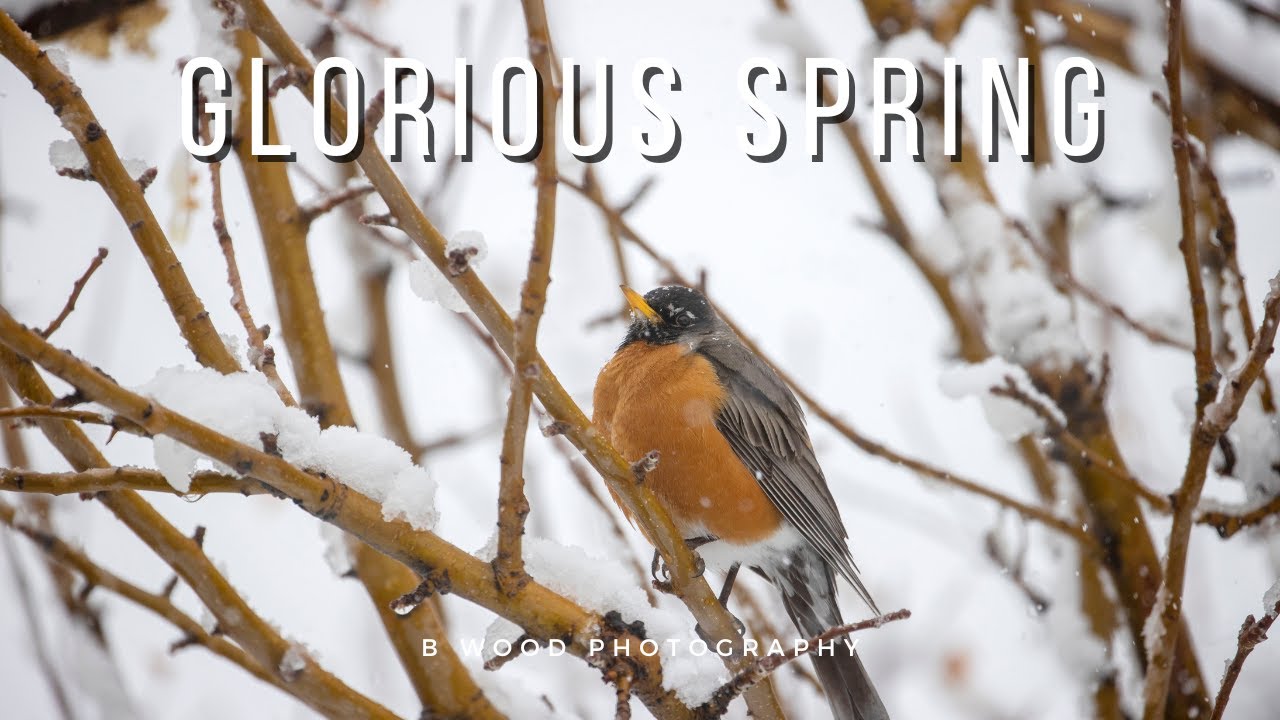 Spring – GLORIOUS Spring! 🌱🌷 - YouTube