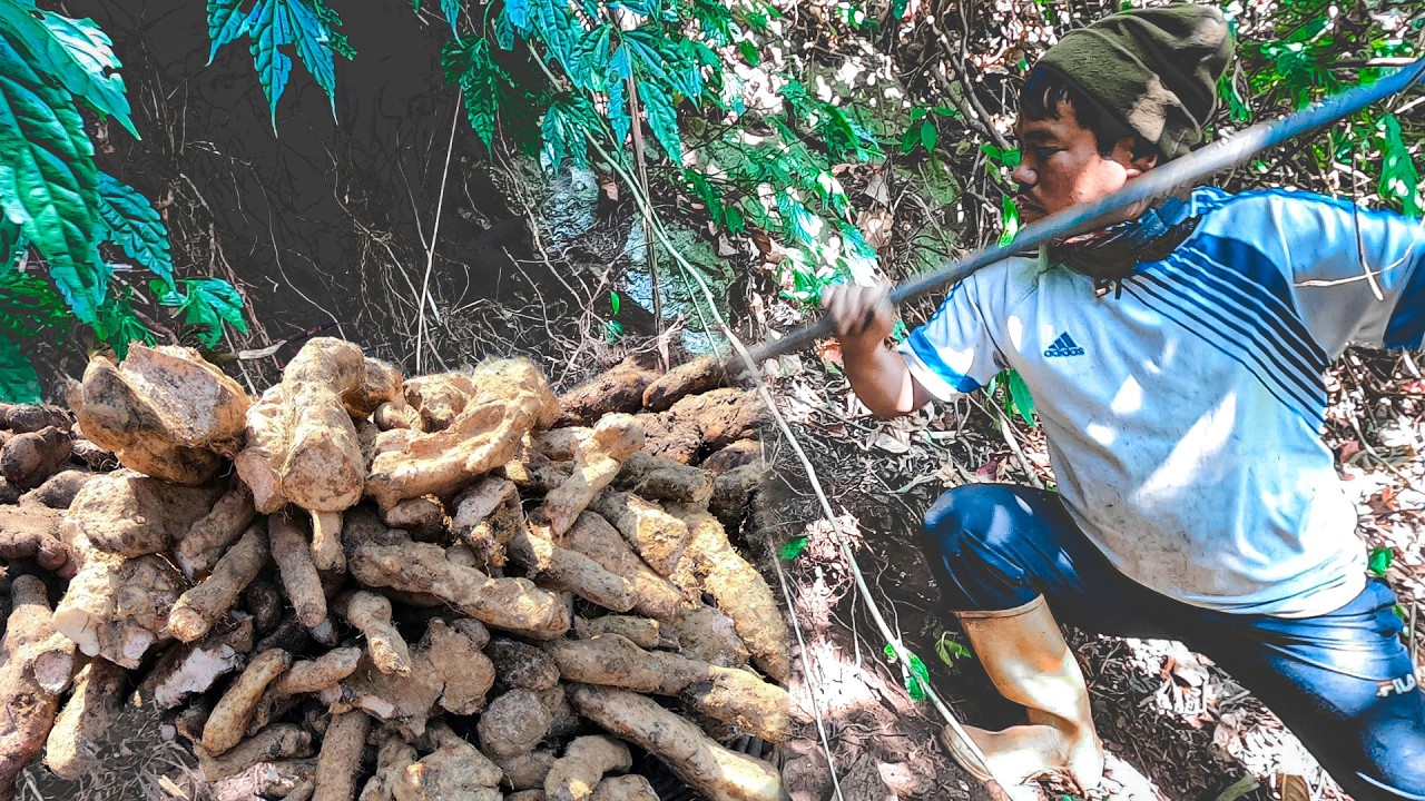 WE TESTED FOREST SPOTS AND FOUND THE BEST WILD YAM HUNTING GROUND ...
