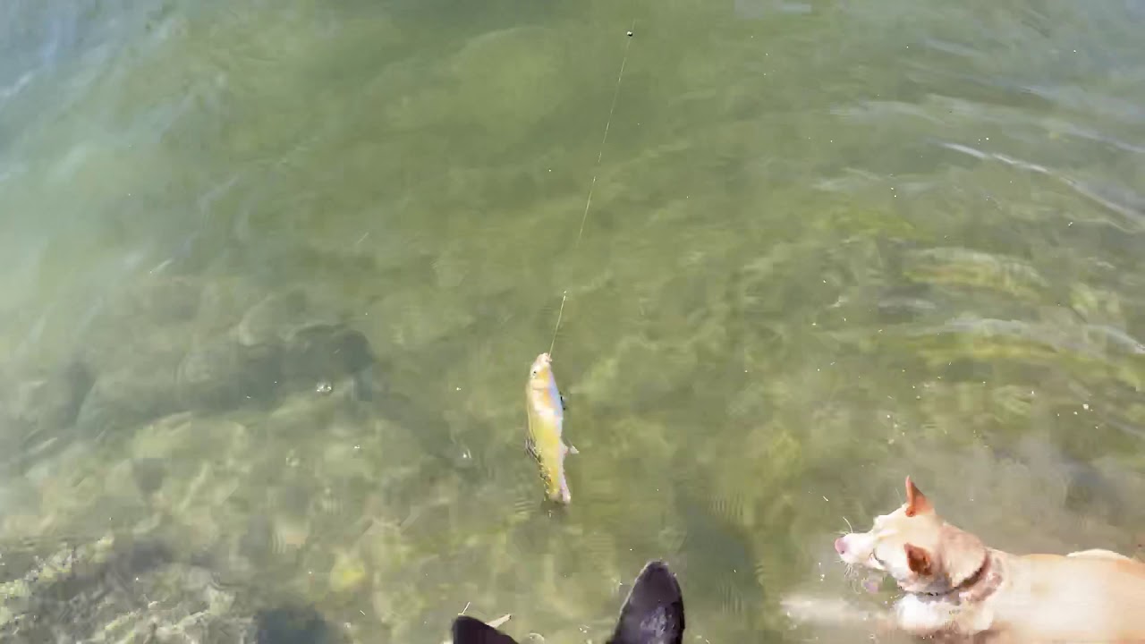 Dog catches fish - YouTube