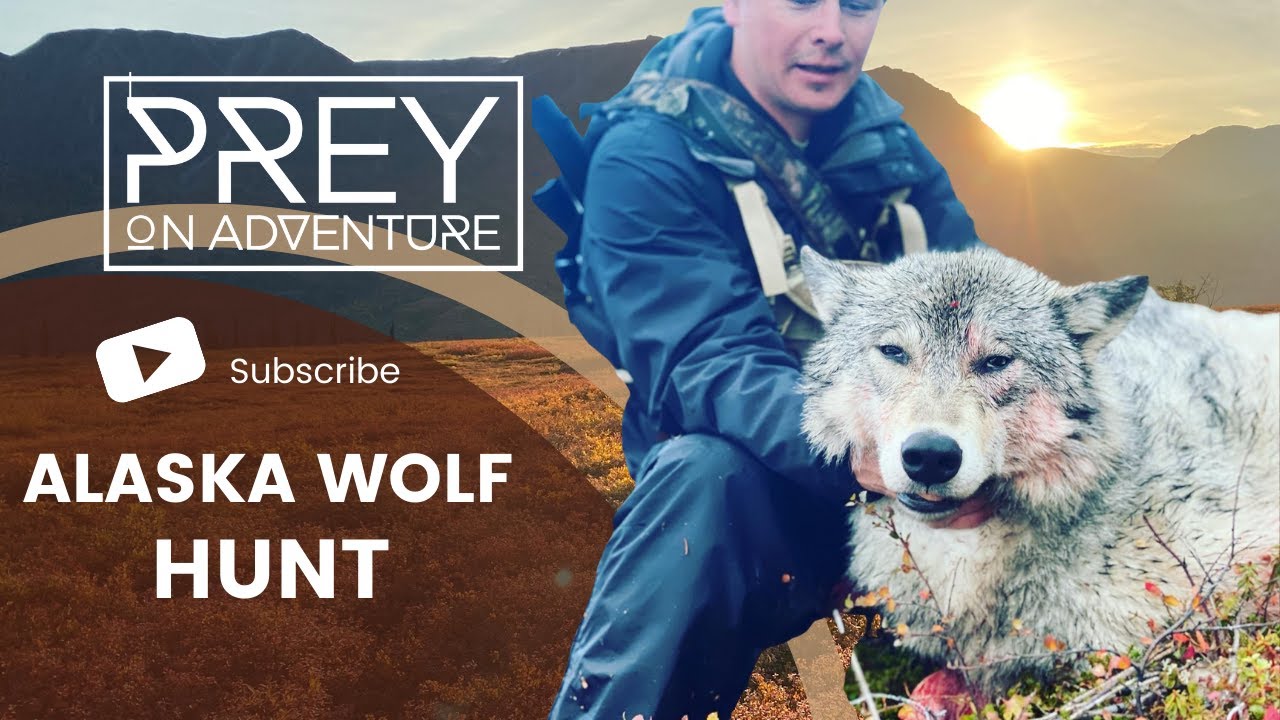 WOLVES NEAR CAMP! UNEXPECTED ENCOUTER WHILE HUNTING CARIBOU IN ALASKA ...