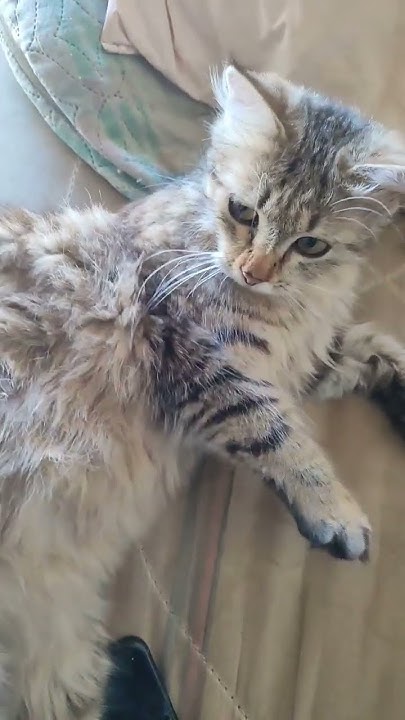 котенок Youtube