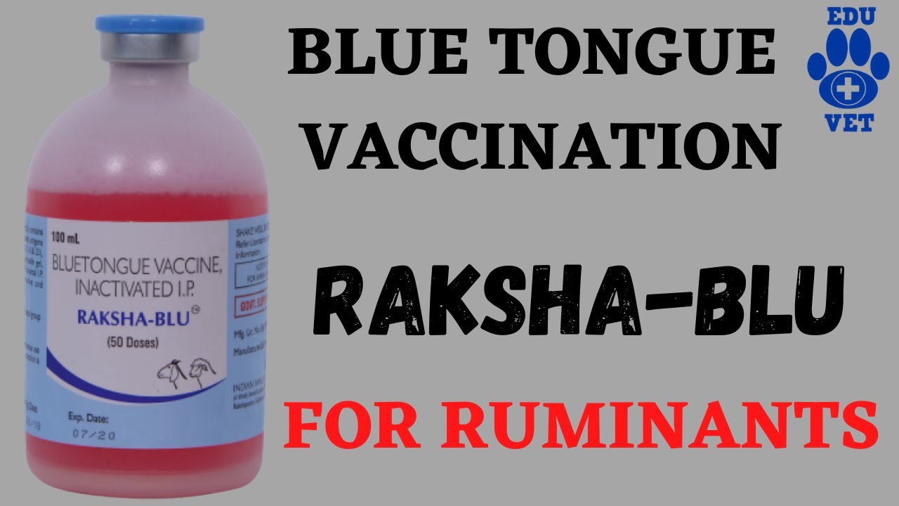 Blue Tongue Vaccination-RAKSHA-BLU - YouTube