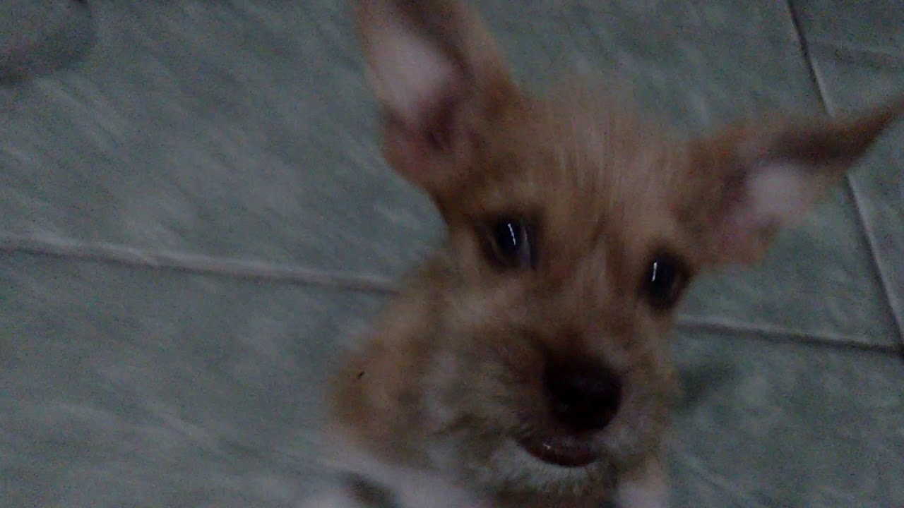 Na Casa Da Minha Maninha Youtube