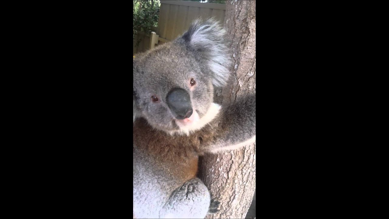 Koala On The Run. Attack of the Aussie Bear. Epic - YouTube