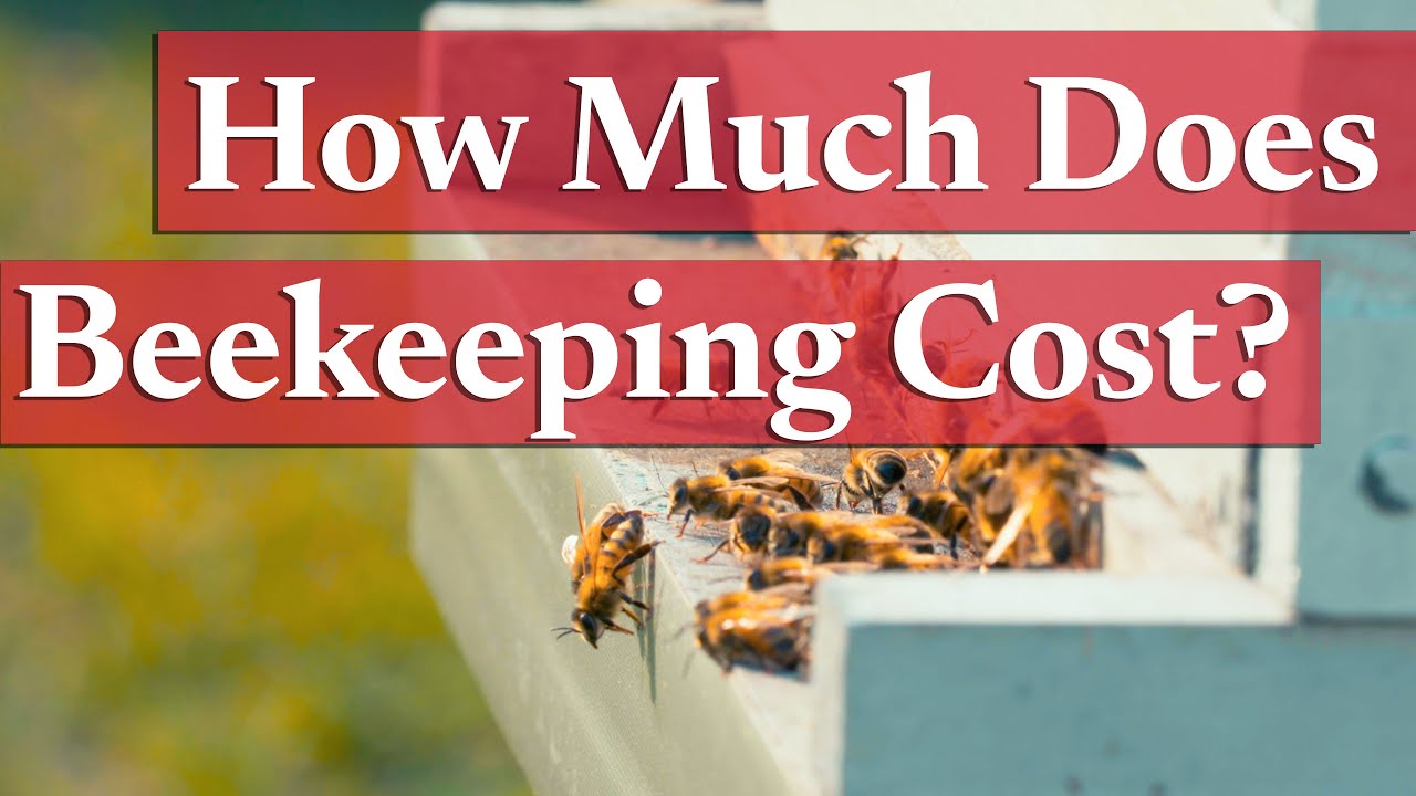 The Monetary Costs Associated with Beekeeping | Beekeeping Academy | Ep ...
