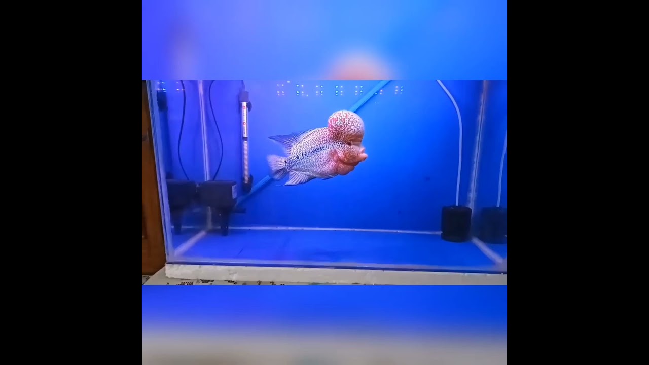 Monster kok flowerhorn fish - YouTube