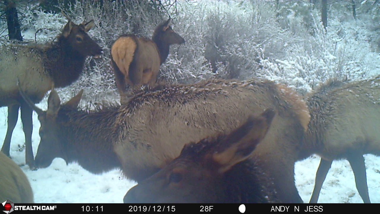 Hunting season is over so of course the elk are back 2 - YouTube