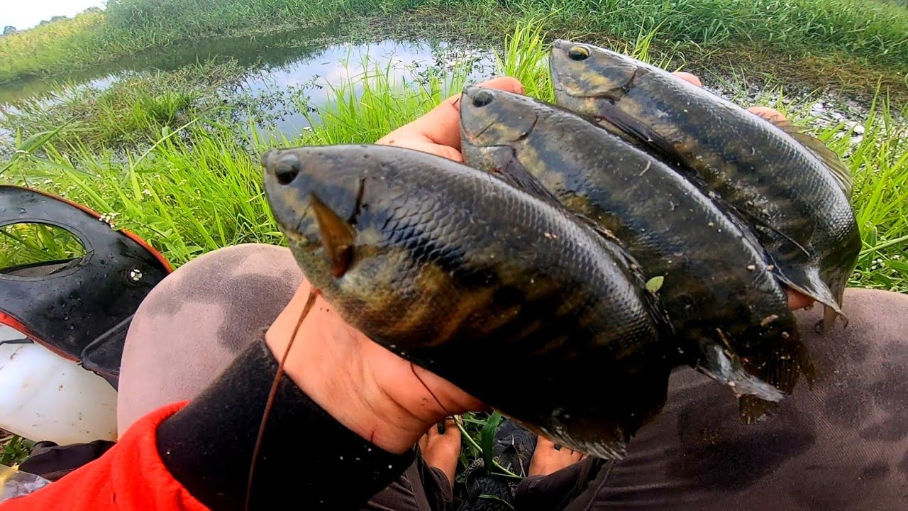 Dasyat!! Lama tak di pancing ikan rawa disini semakin besar - mancing ...