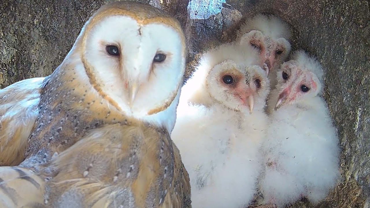 Barn Owl Chicks Thrive Despite Their Clueless Dad | Willow & Ghost ...