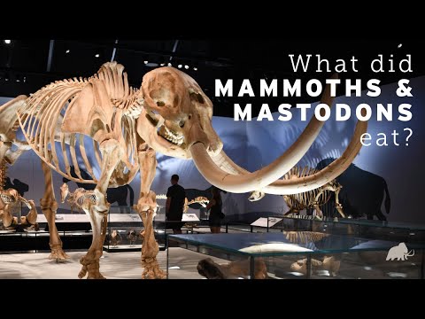What did Mammoths and Mastodons eat? - YouTube