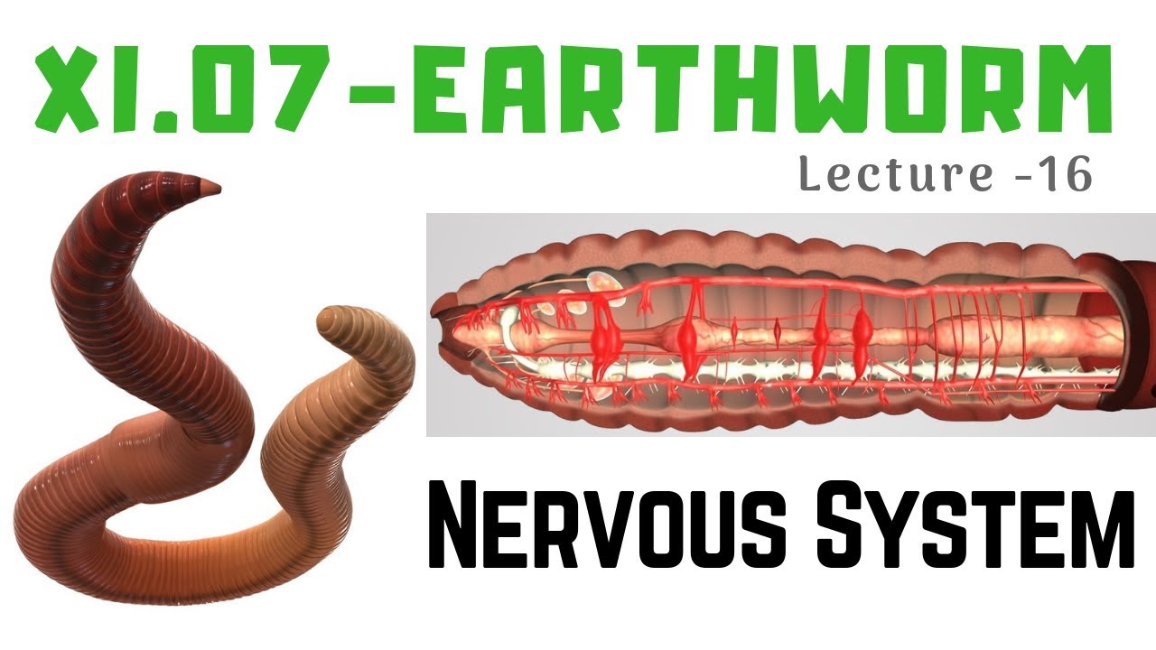 NEET Earthworm 16 Nervous System YouTube NEET Earthworm 16 Nervous System YouTube