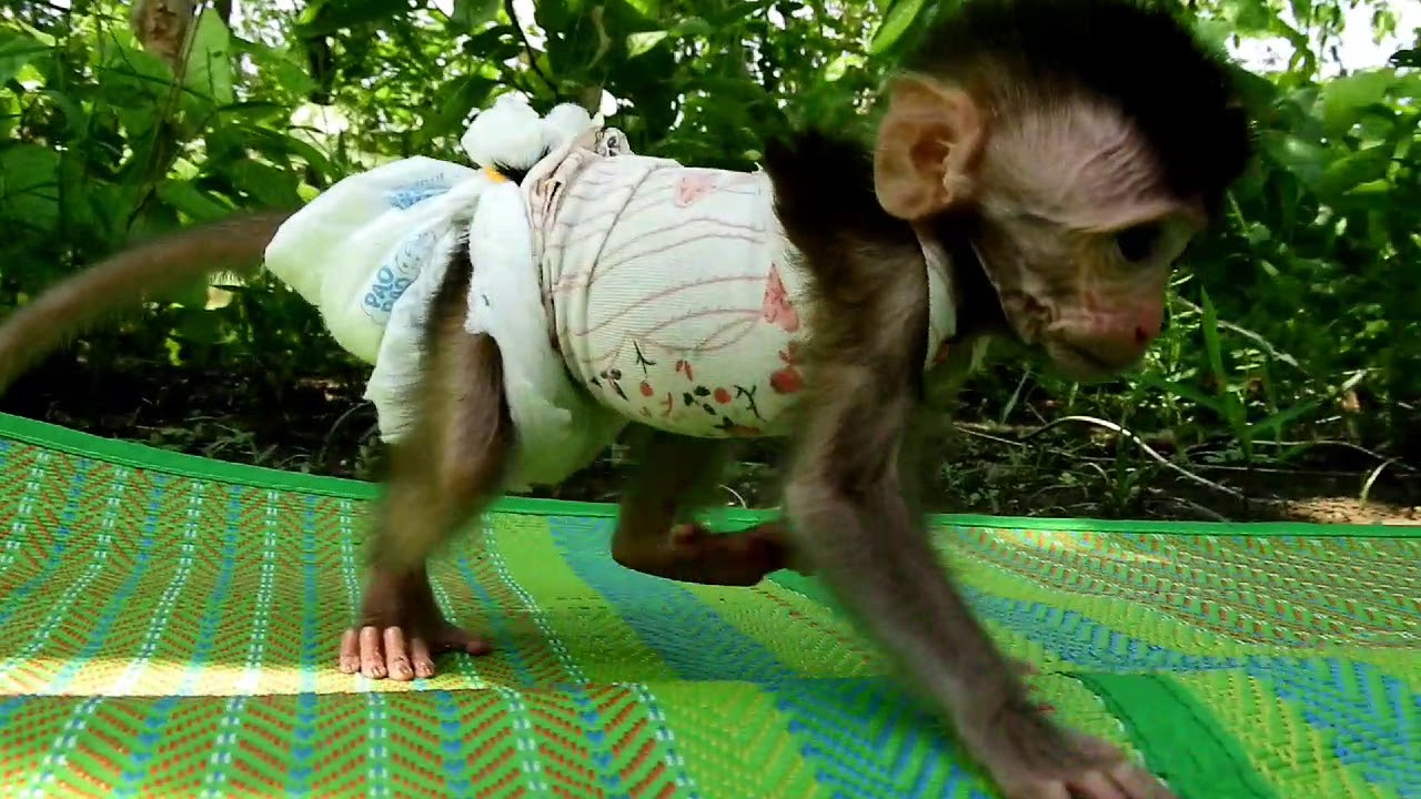 Monkey baby Nana She walks play happily When eating dairy ready Baby ...