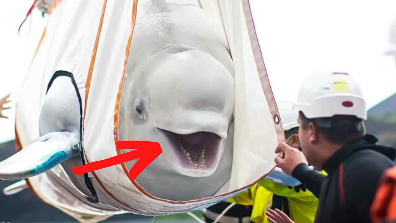 02 Beluga Whales cannot stop smiling after release from 10 years of ...