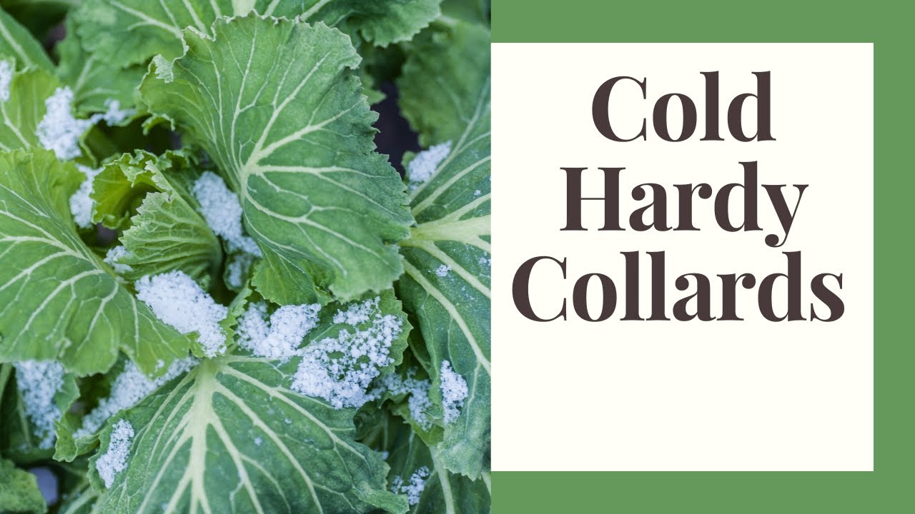 Growing Collards: Zone 6, Beginner Friendly - YouTube