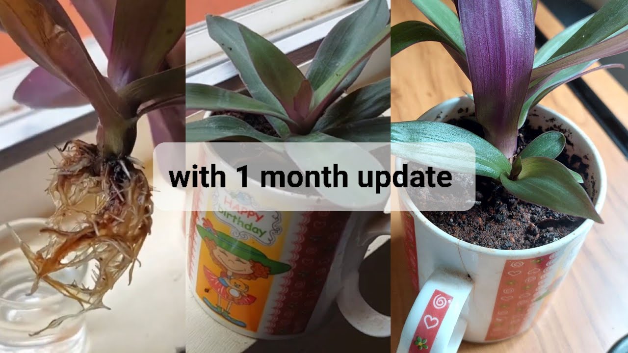 How to propagate rhoeo plant cuttings in water | How to propagate Rhoeo ...