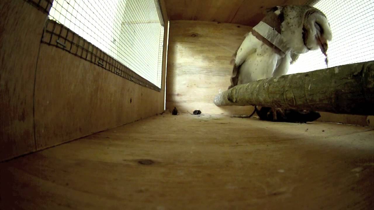 Barn Owl taking a rat - YouTube
