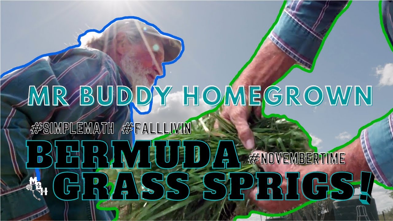 Mr Buddy Homegrown - Bermuda Grass Sprigs (Ep 9) - YouTube