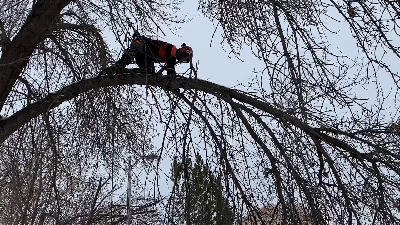Over extended and heavy Ash tree branch removal - YouTube