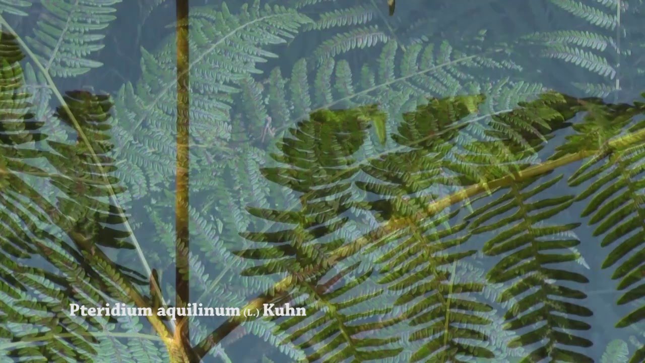Pteridium aquilinum - YouTube