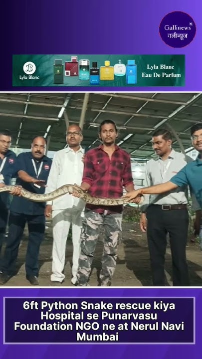 6ft Python Snake Rescue Kiya Hospital Se Punarvasu Foundation NGO Ne At ...