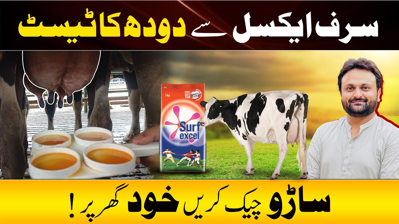 Surf field mastitis test || California mastitis test || Detection of ...