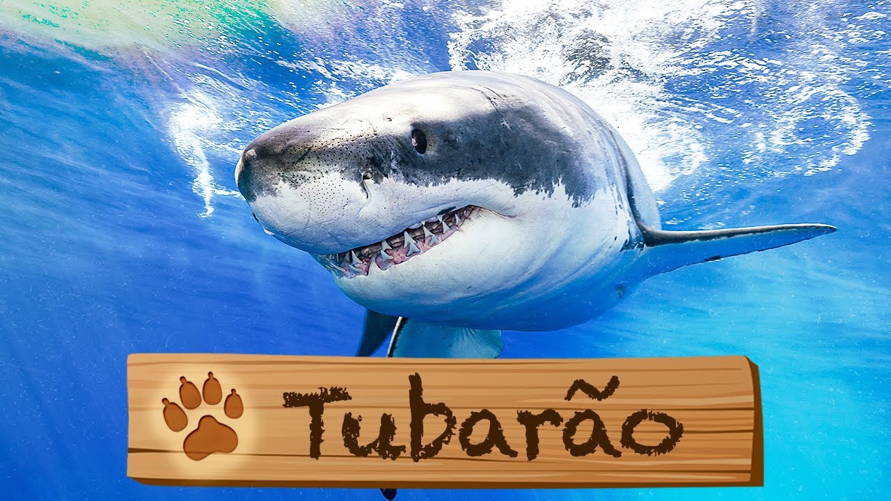 TUBARÃO 🦈 ANIMAL ENCOUNTERS (Legendado) - YouTube