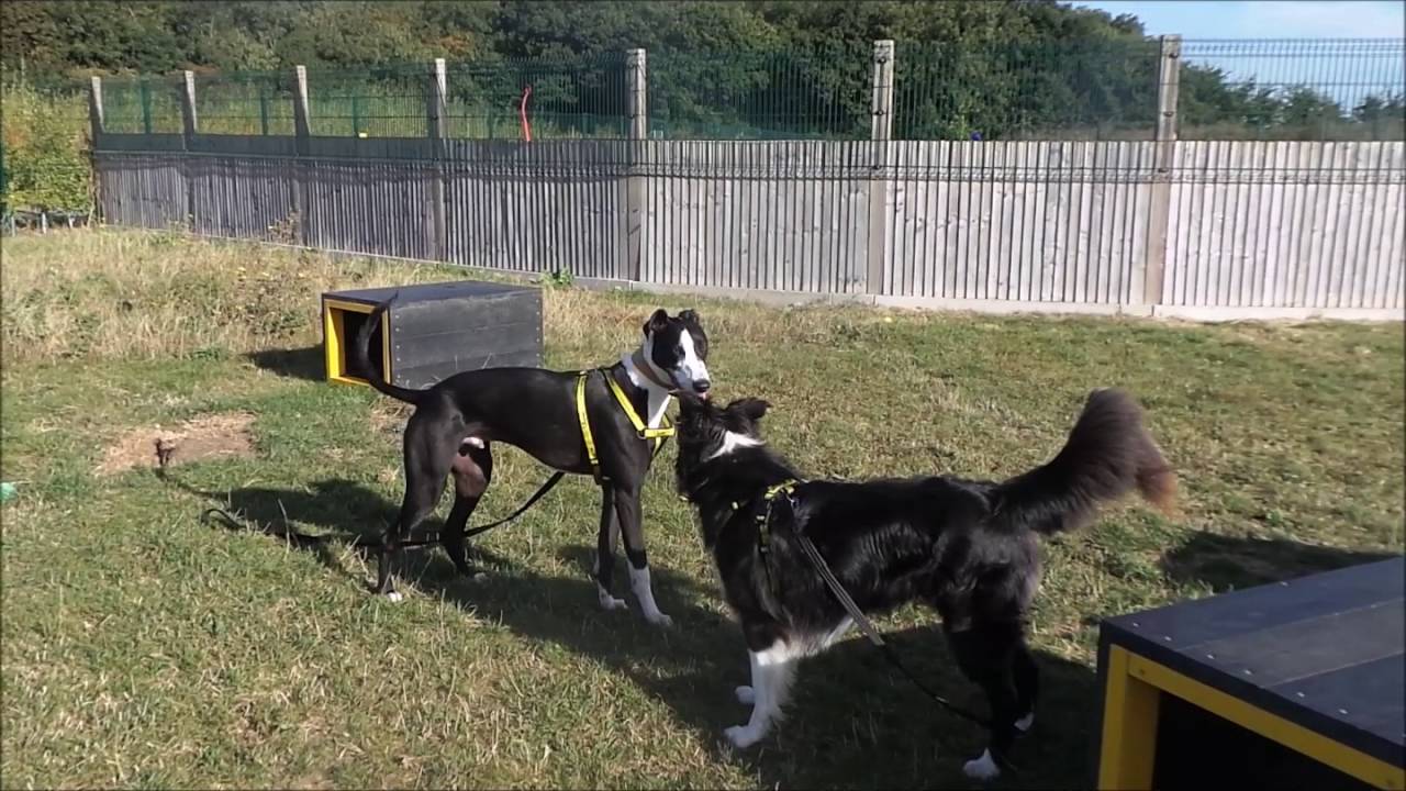 Dogs Trust Basildon - Mac - YouTube