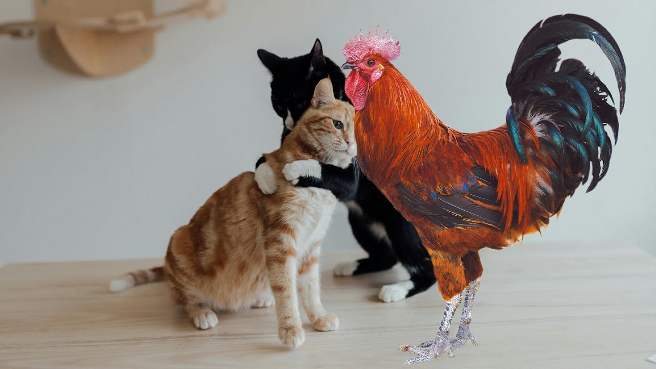 so cute😊.Funny cat suddenly hugged the rooster tightly for fear that ...