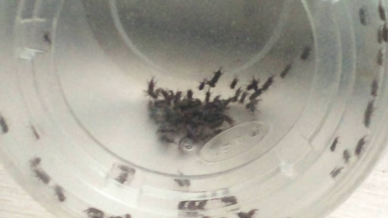 Rice Weevil Infestation :: Part 5 - YouTube