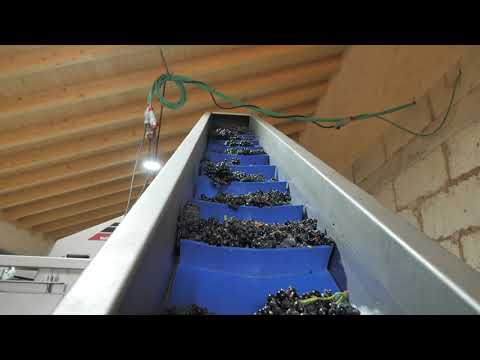 Processing red grapes - YouTube