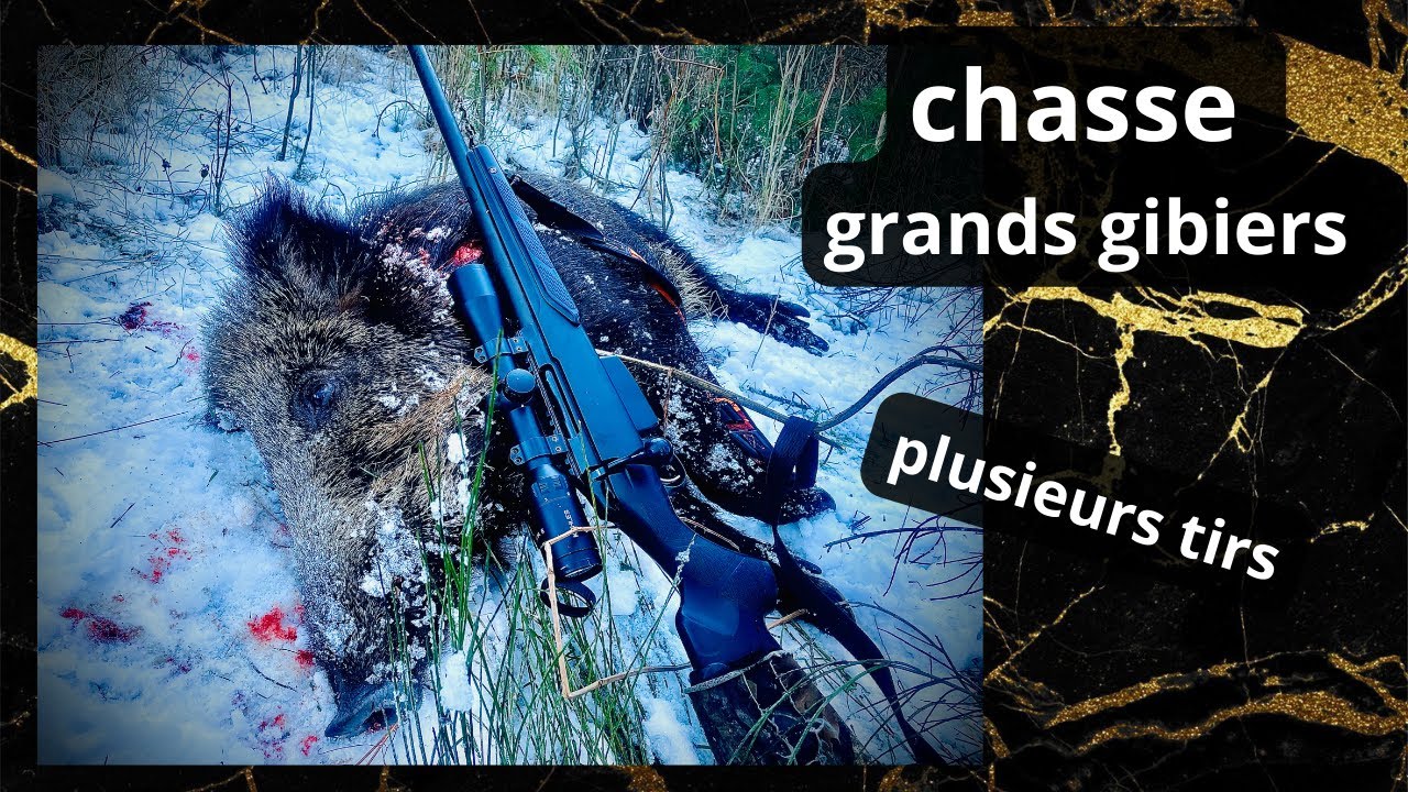 Chasse en battue aux grands gibiers / plusieurs belles actions / tirs ...