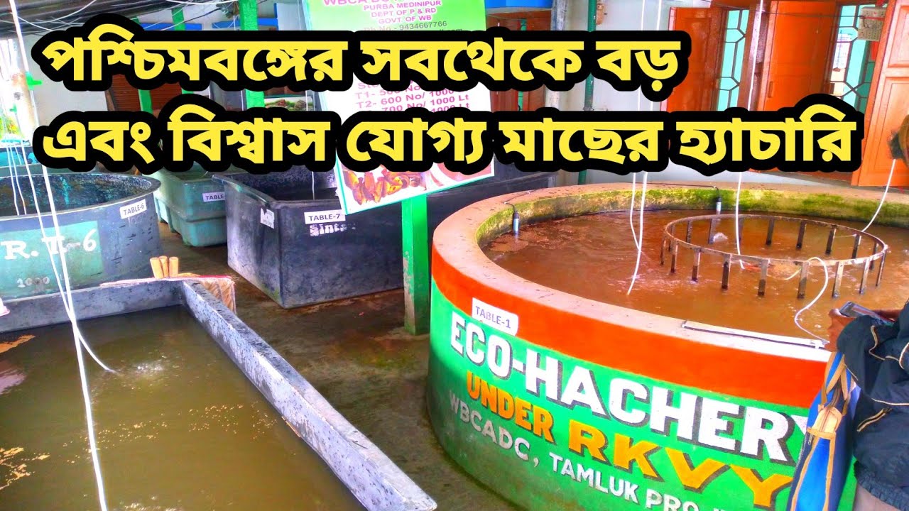 Fish seed hatchery in West Bengal, Fish Seed Gas Packing Process - YouTube