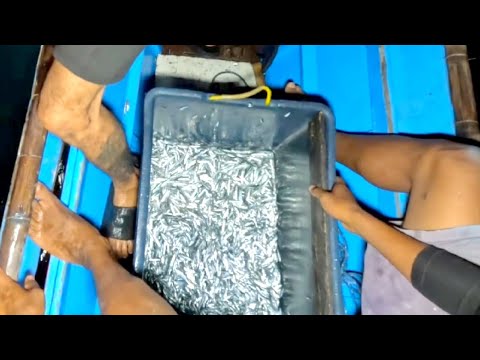 Napakaraming isdang Lopoy | Day 2 Fishing - P2 - YouTube