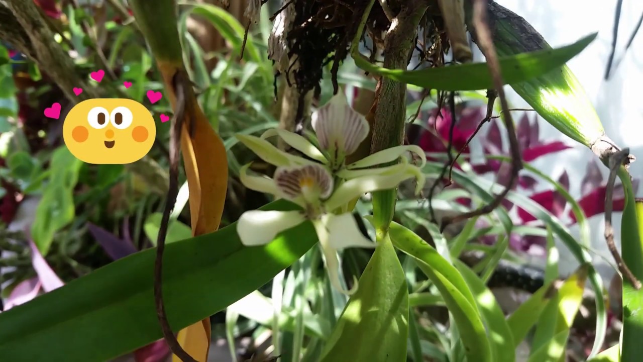 Orquídea Prosthechea Fragrans - mini orquídea - YouTube